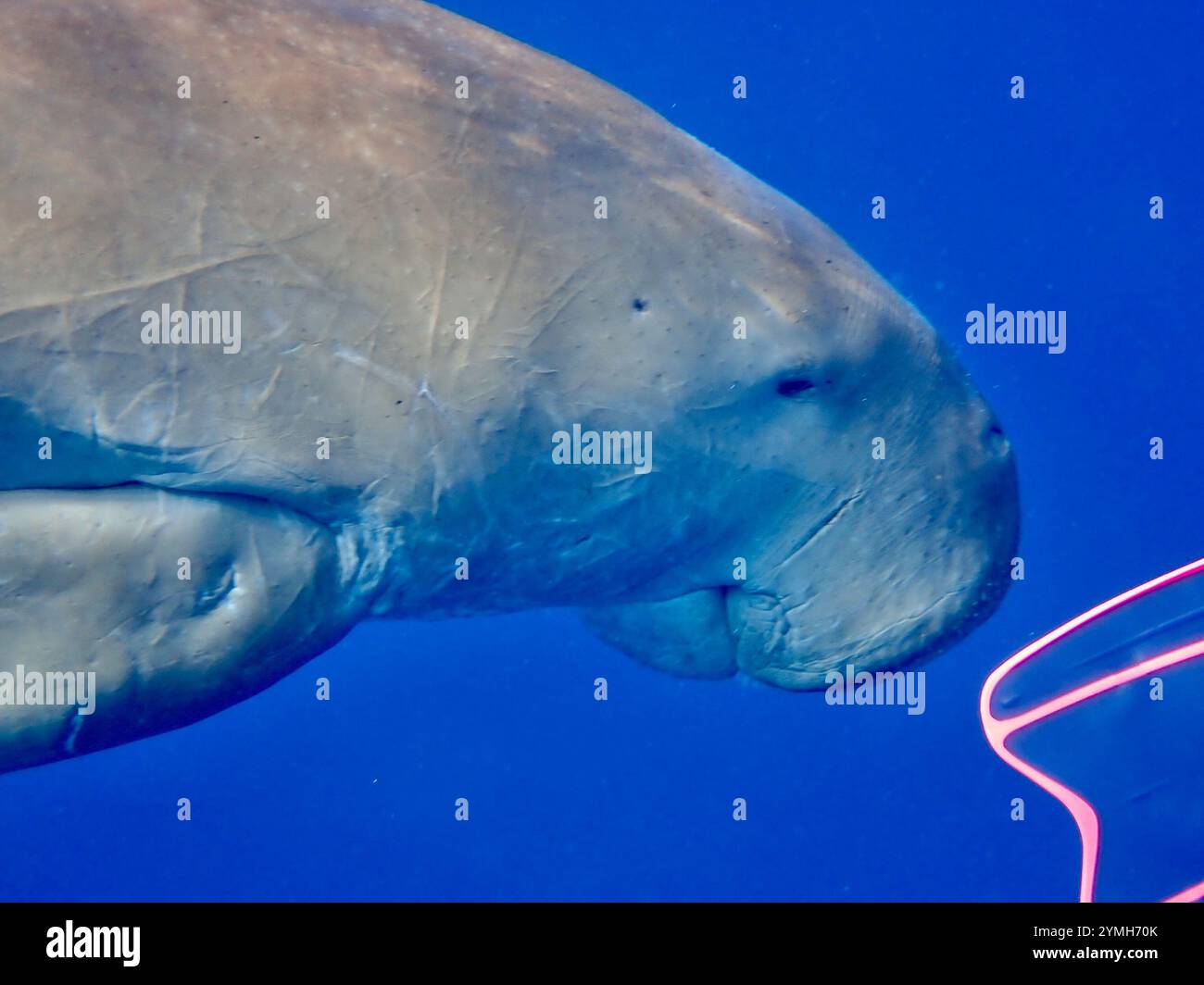 Dugong (Dugong dugon Stock Photo - Alamy