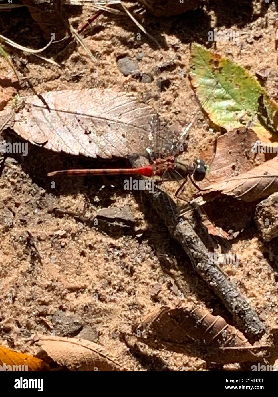 Blue-faced Meadowhawk (Sympetrum ambiguum Stock Photo - Alamy