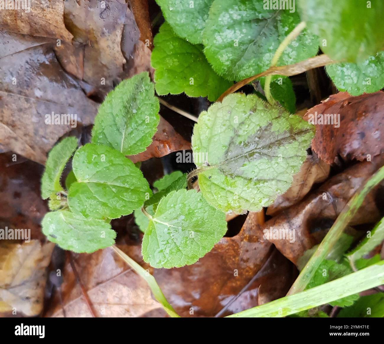 yellow archangel (Lamium galeobdolon Stock Photo - Alamy