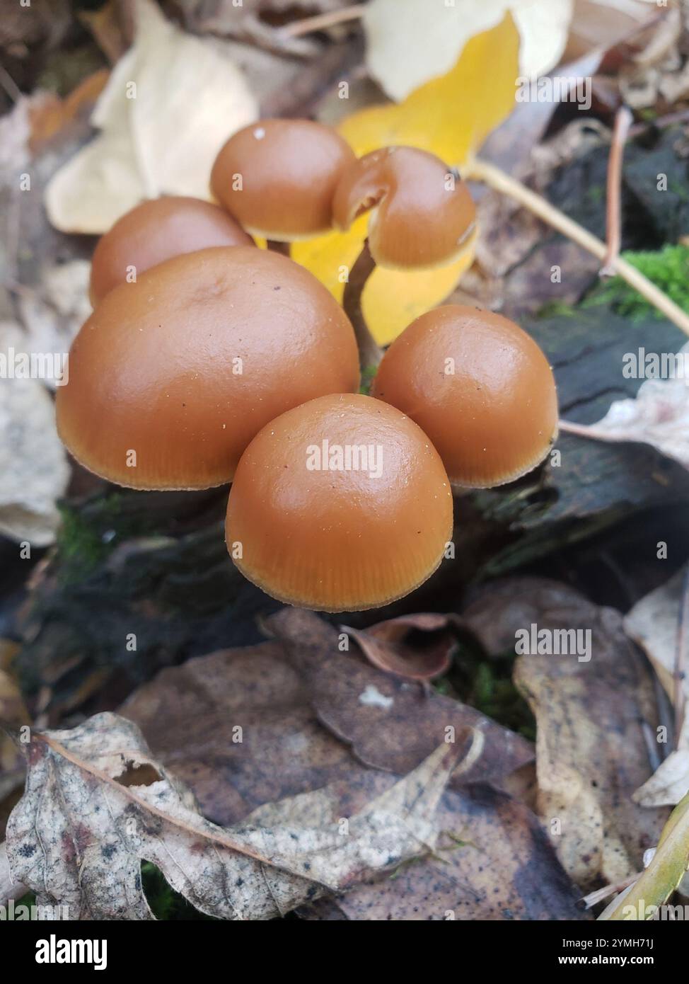 Moss Bells (Galerina Stock Photo - Alamy