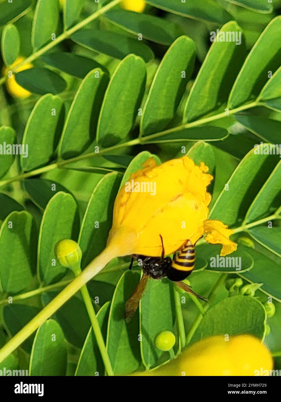 Keyhole wasp hi-res stock photography and images - Alamy