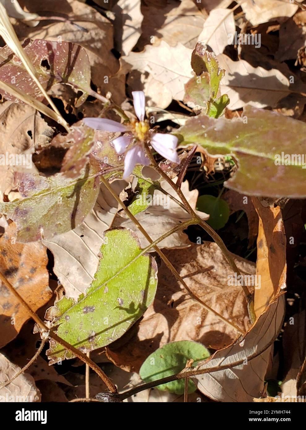 Short's aster (Symphyotrichum shortii Stock Photo - Alamy