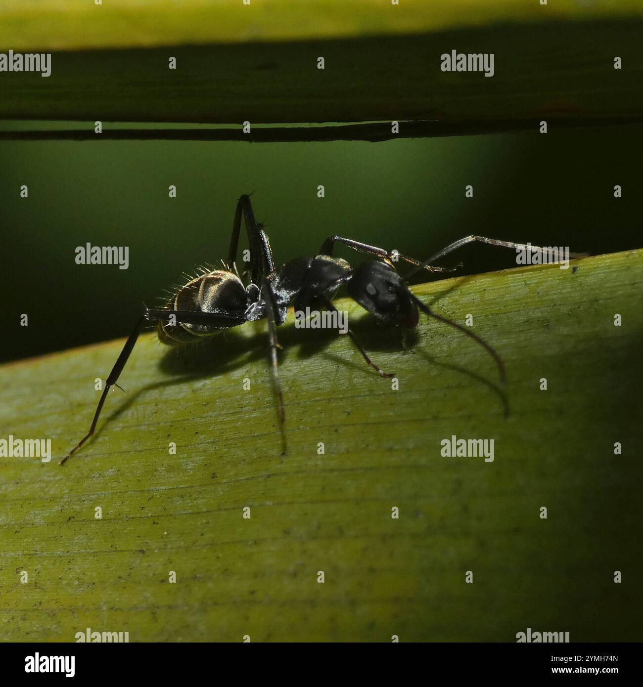 Shiny sugar ant (Camponotus cinctellus Stock Photo - Alamy