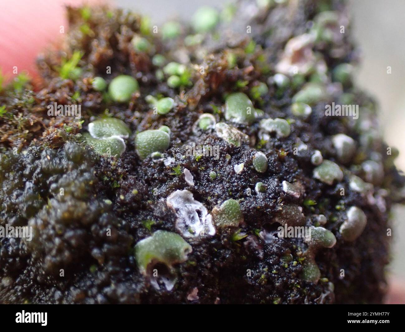 Fishscale Lichens (Psora Stock Photo - Alamy
