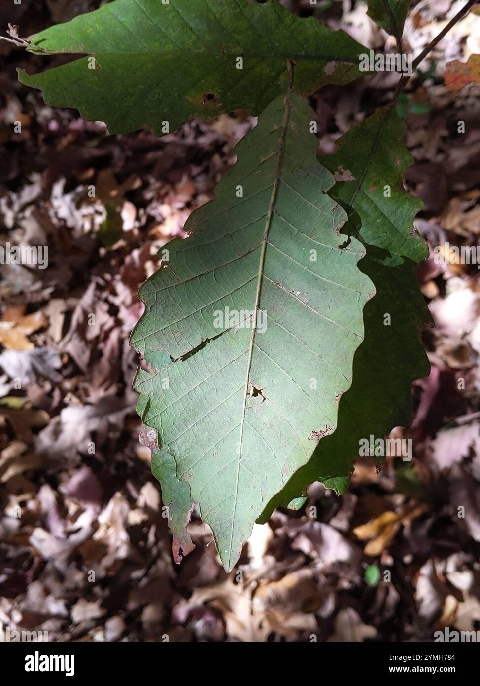 swamp chestnut oak (Quercus michauxii Stock Photo - Alamy