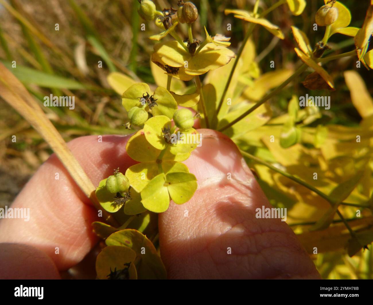 leafy spurge (Euphorbia esula Stock Photo - Alamy