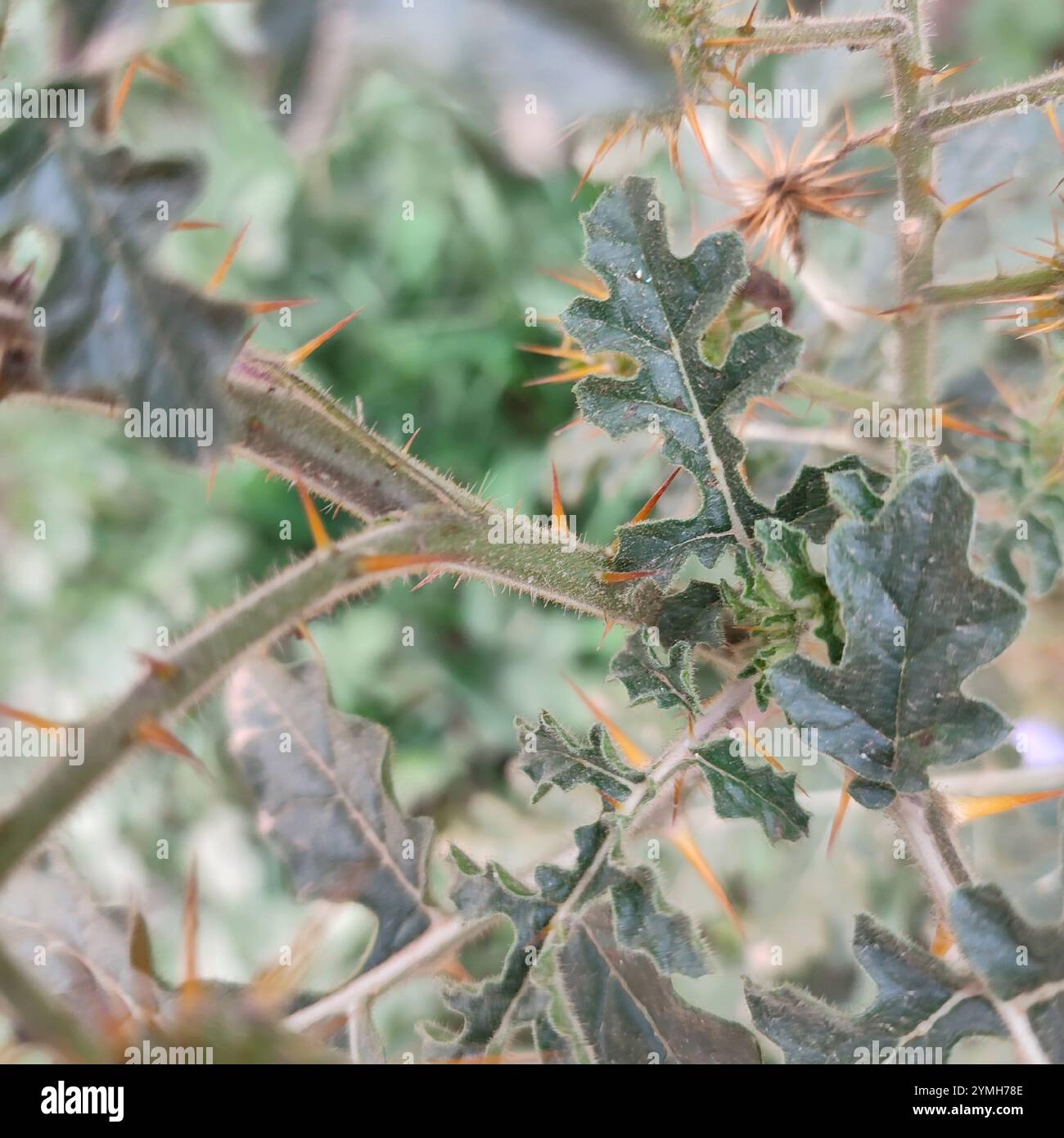 Red Buffalo-bur (Solanum sisymbriifolium Stock Photo - Alamy