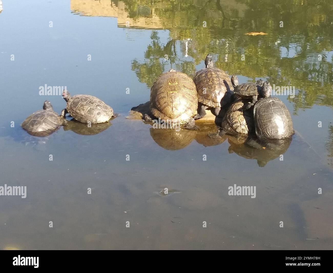 Red-eared Slider (Trachemys scripta elegans Stock Photo - Alamy