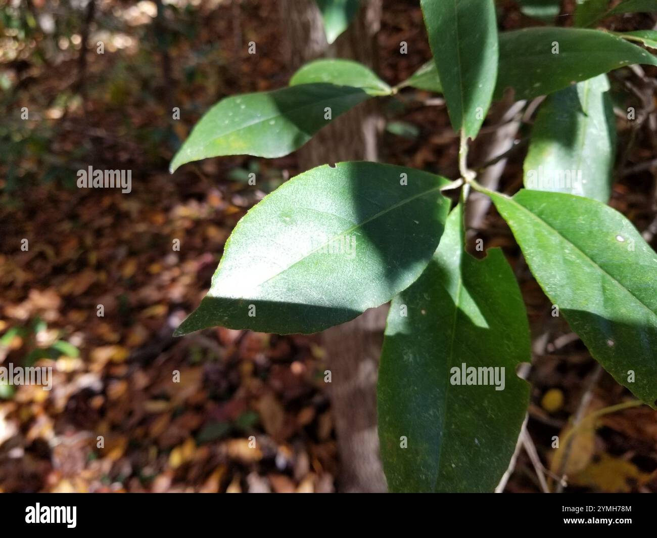 Sweetleaf (Symplocos tinctoria Stock Photo - Alamy
