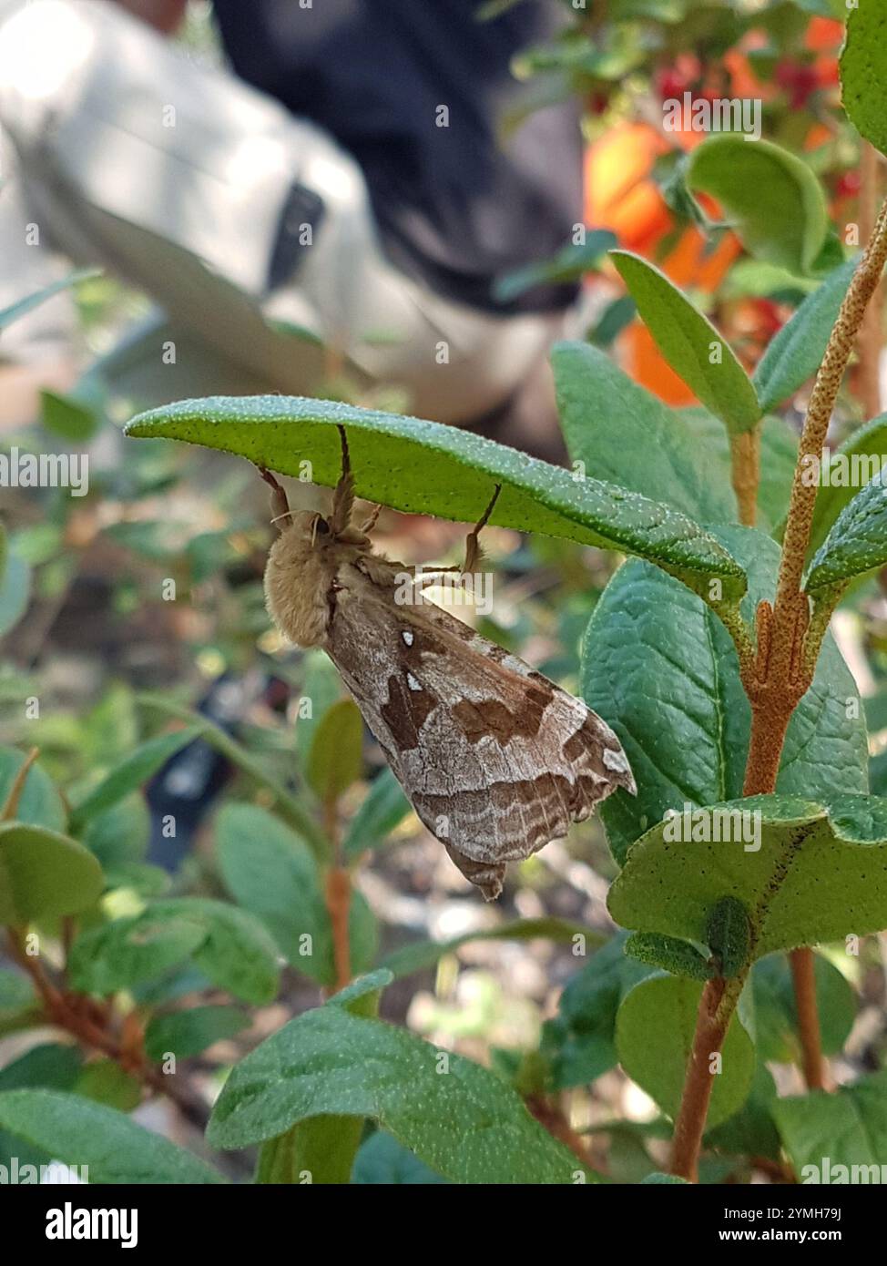 Four spotted ghost moth hi-res stock photography and images - Alamy