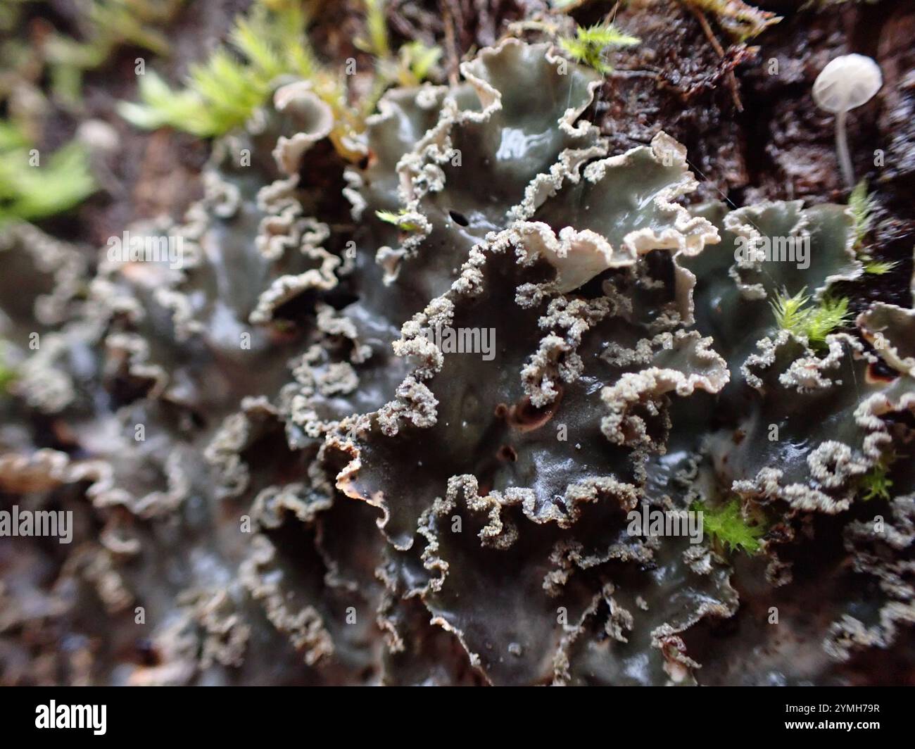 tree pelt lichen (Peltigera collina Stock Photo - Alamy
