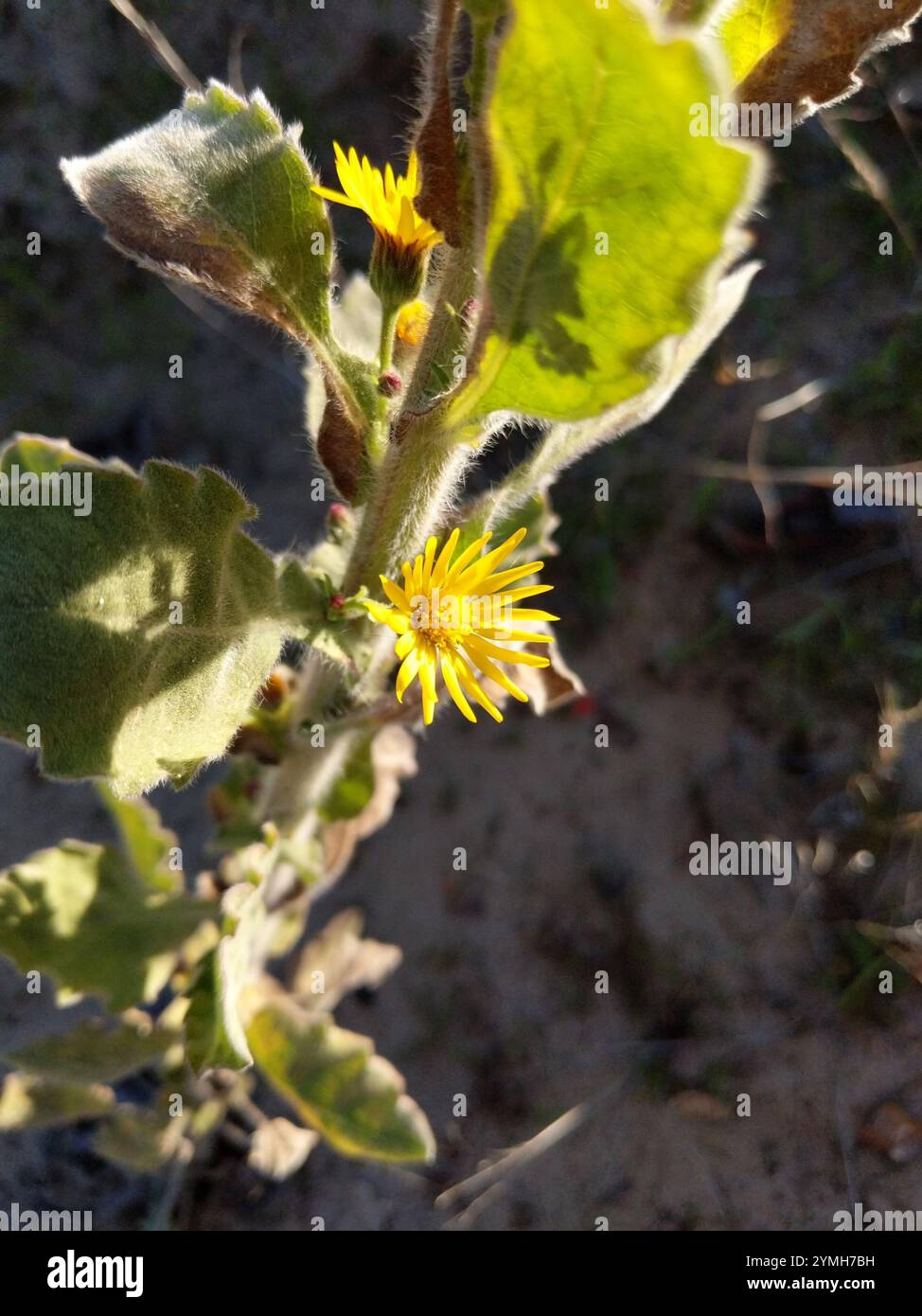 Telegraphweed (Heterotheca grandiflora Stock Photo - Alamy