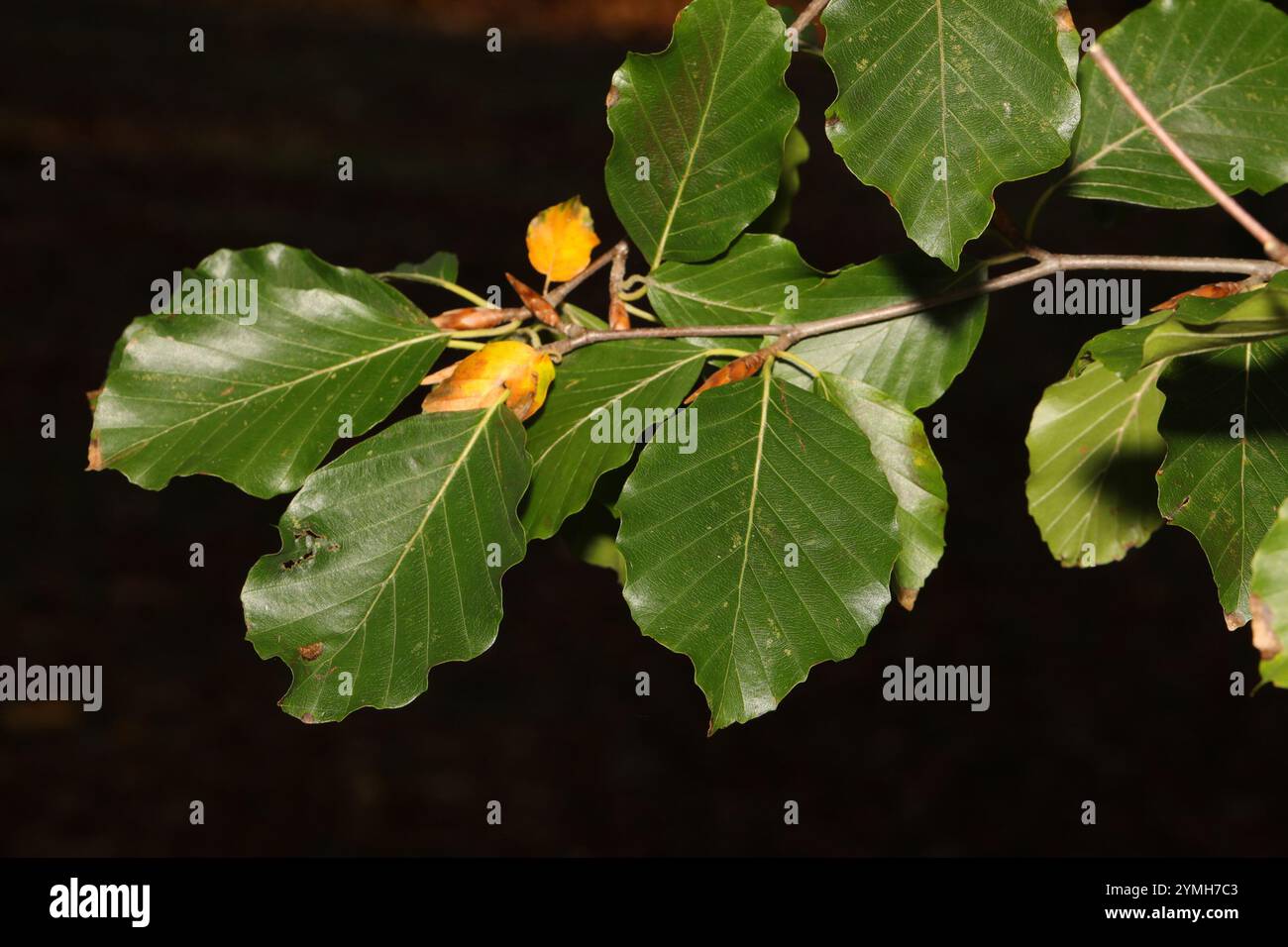 European beech (Fagus sylvatica Stock Photo - Alamy