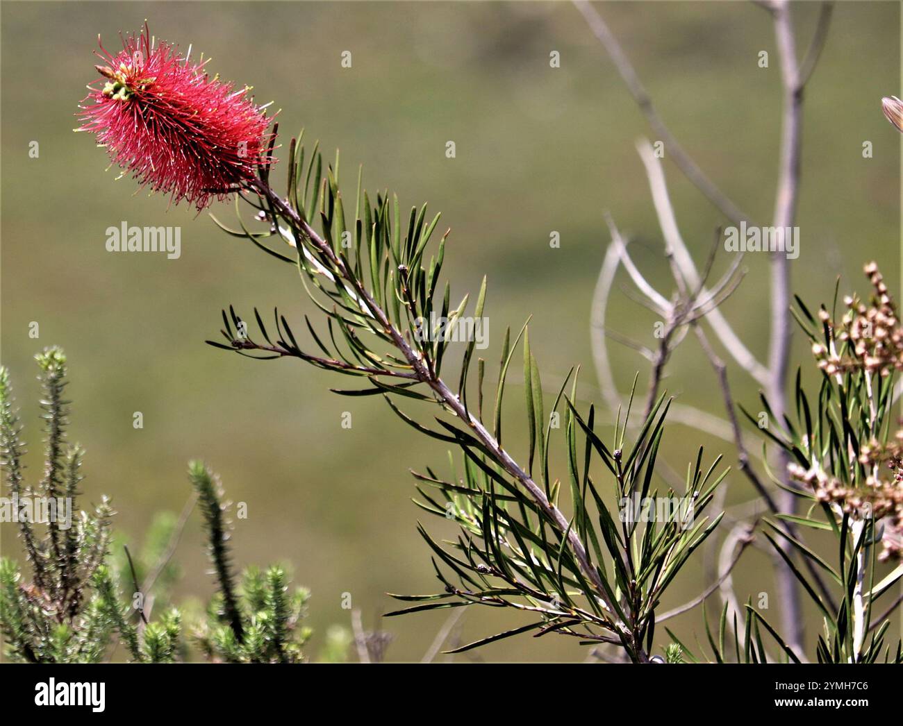 Narrow-leaved Bottlebrush (Melaleuca linearis Stock Photo - Alamy