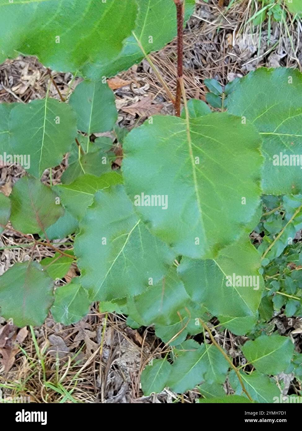 Callery pear (Pyrus calleryana Stock Photo - Alamy