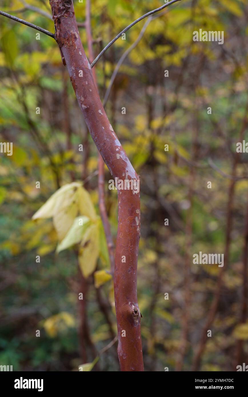 mountain sweet pepperbush (Clethra acuminata Stock Photo - Alamy