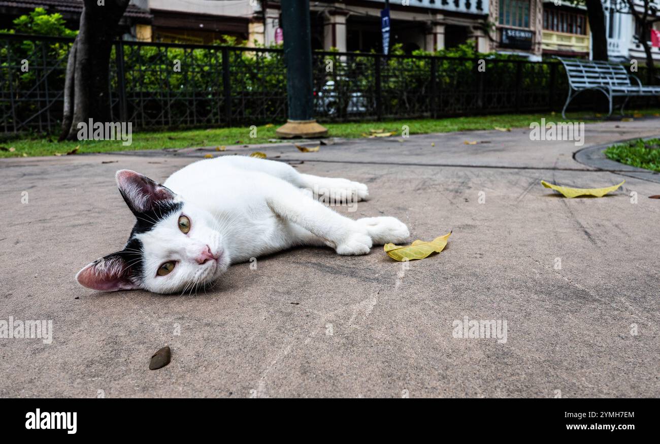 Stray cat streets of malaysia southeast asia animal homeless Stock ...