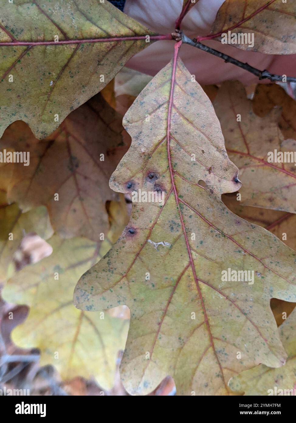 oak flake gall wasp (Neuroterus quercusverrucarum Stock Photo - Alamy