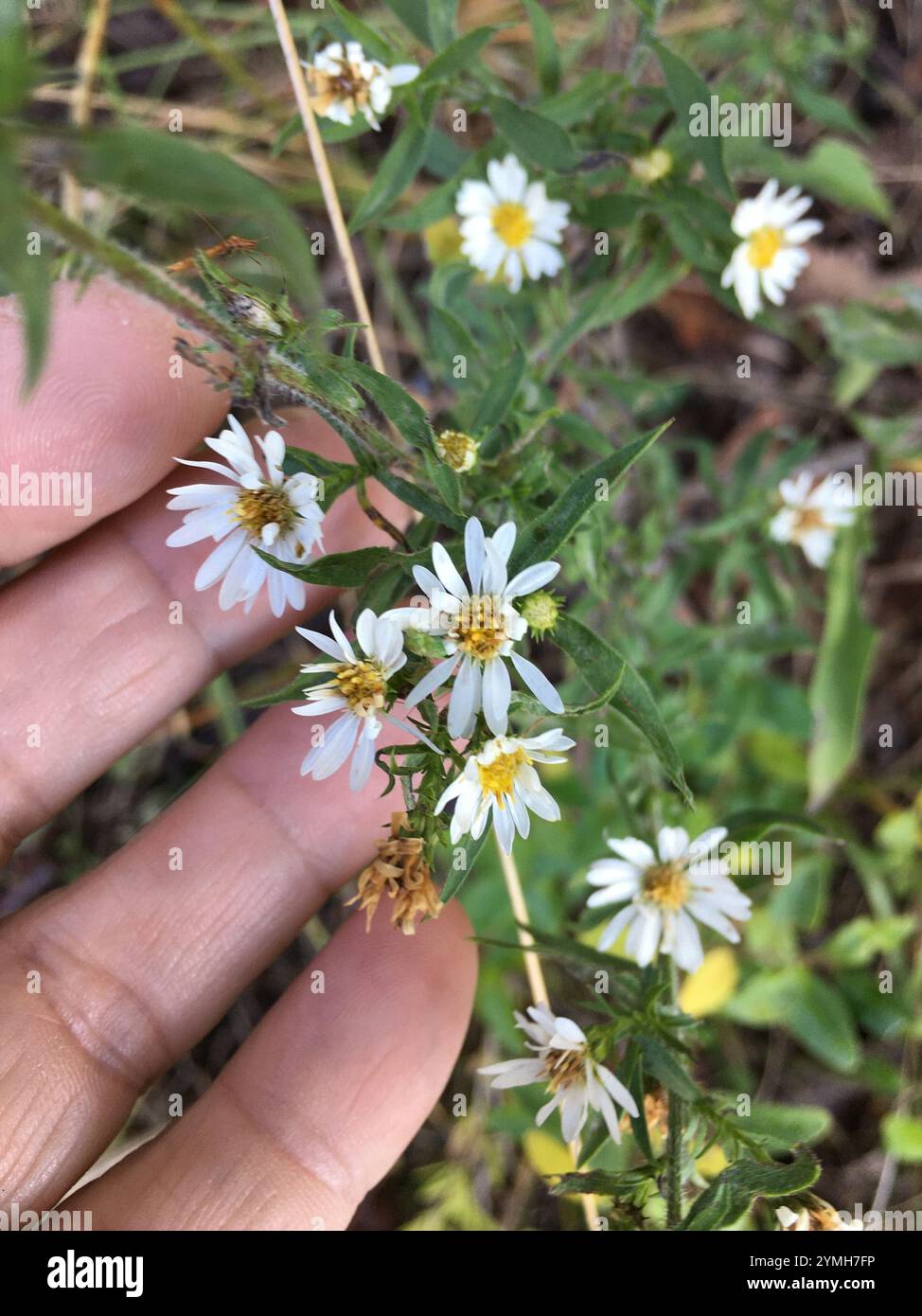 Oldfield aster hi-res stock photography and images - Alamy
