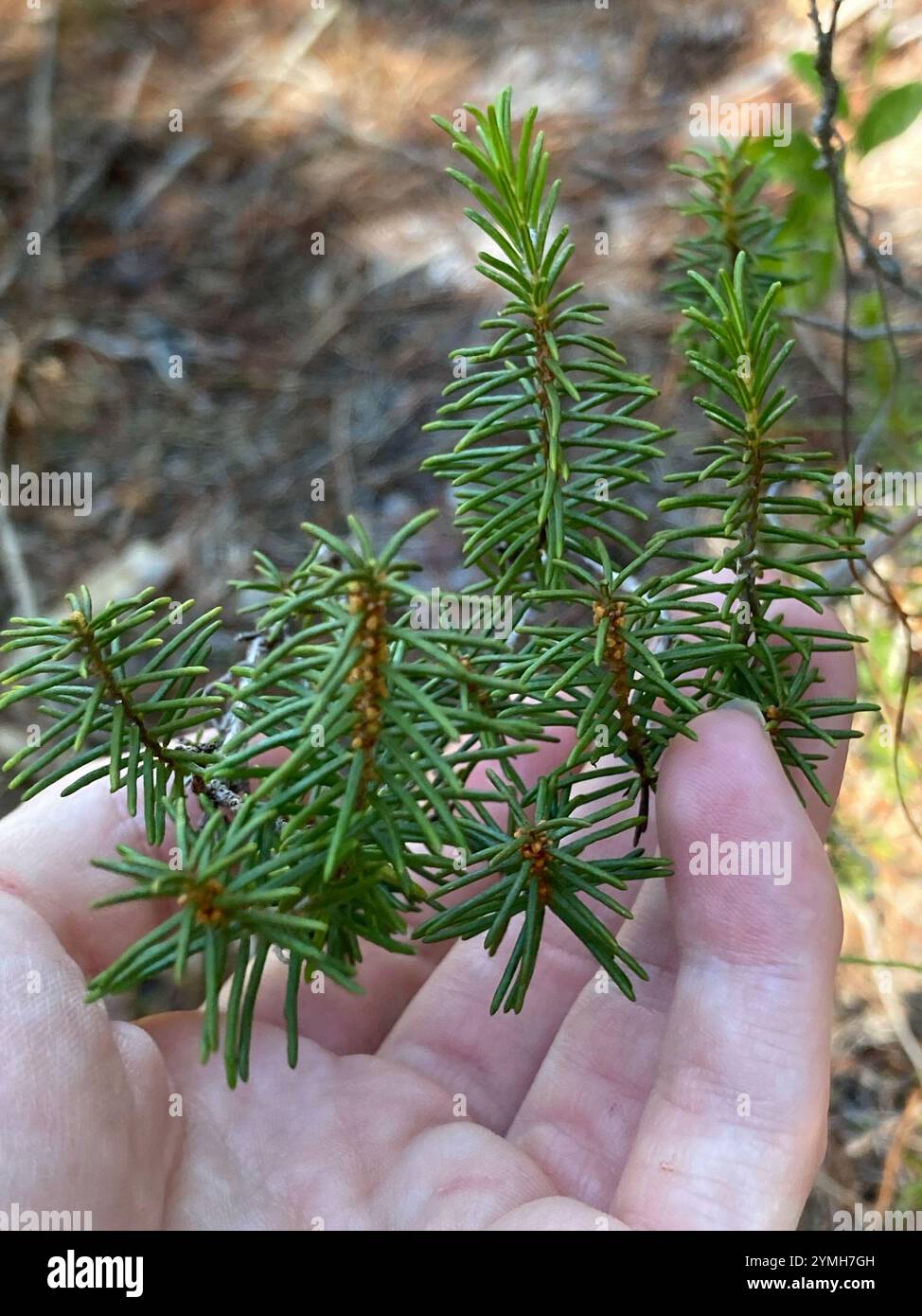 Florida rosemary (Ceratiola ericoides Stock Photo - Alamy