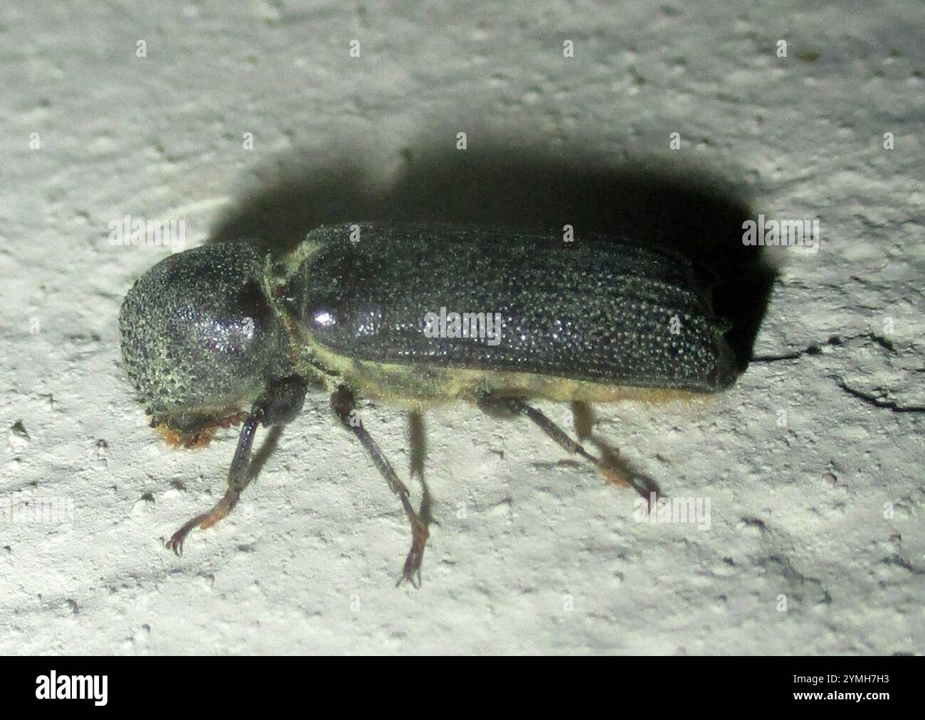 Auger Beetles (Bostrichidae Stock Photo - Alamy