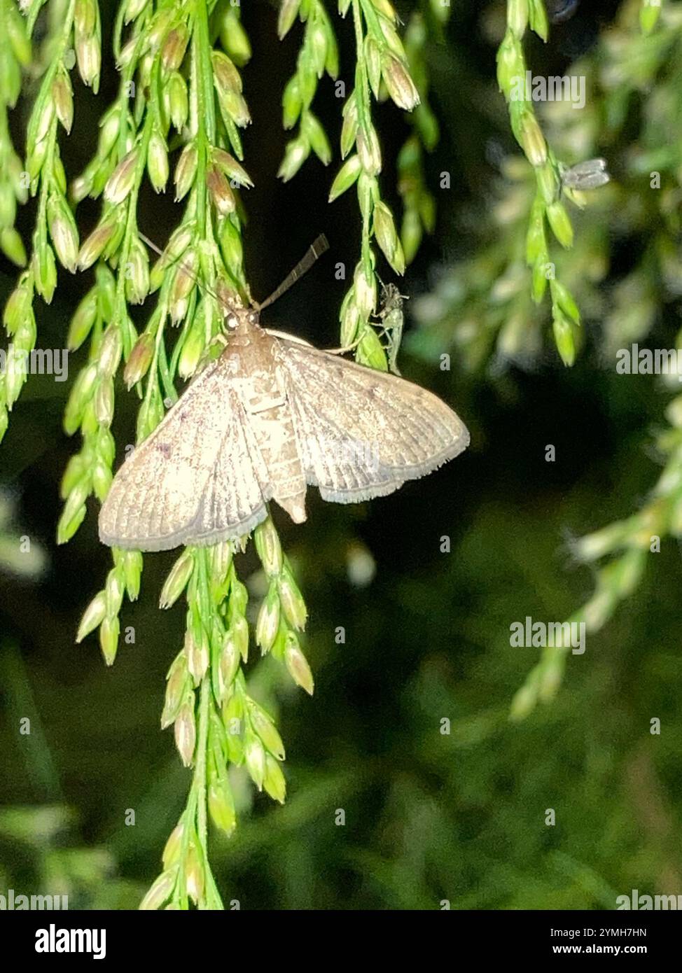 Herpetogramma hi-res stock photography and images - Alamy