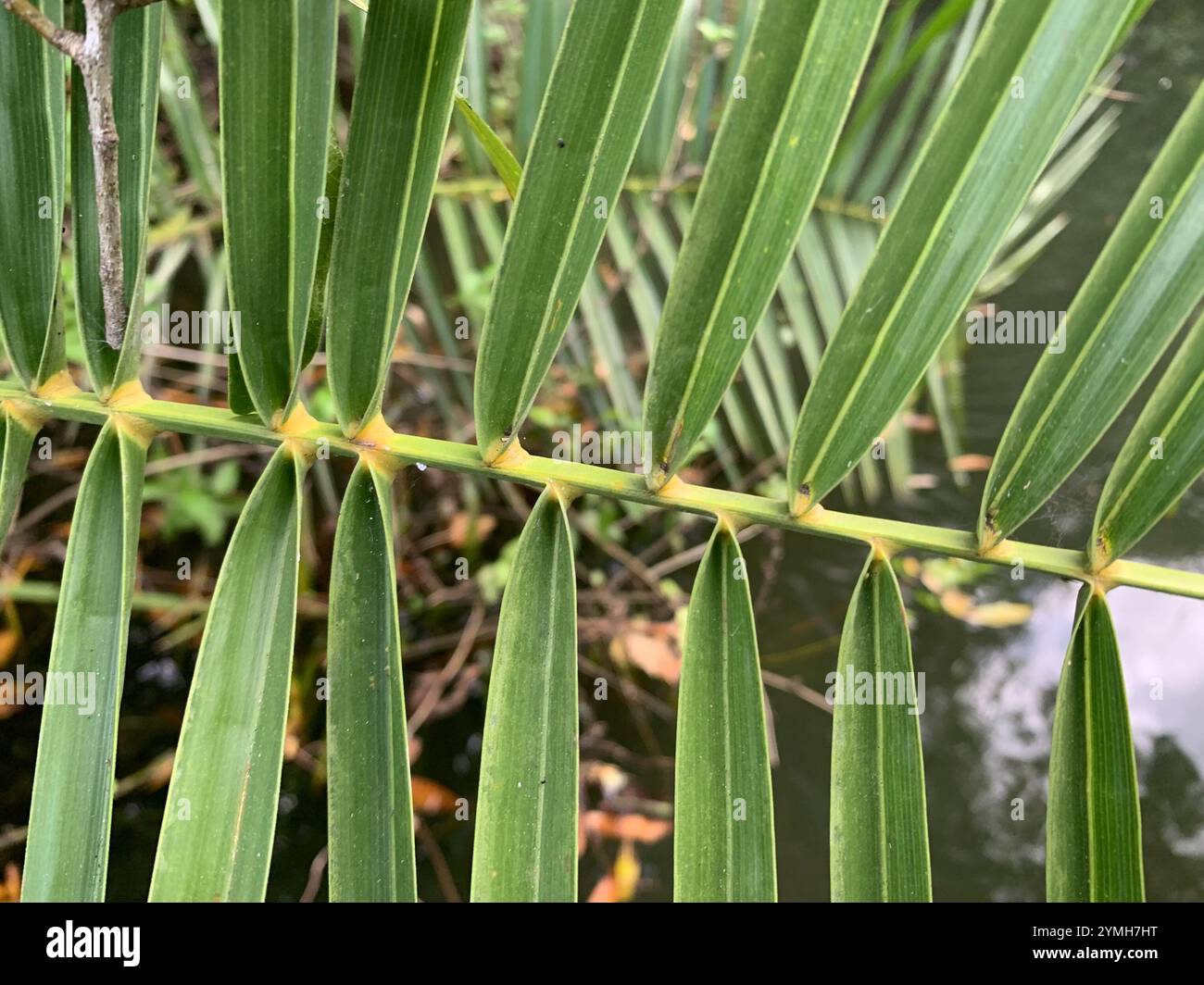 Reclining Date Palm (Phoenix reclinata Stock Photo - Alamy