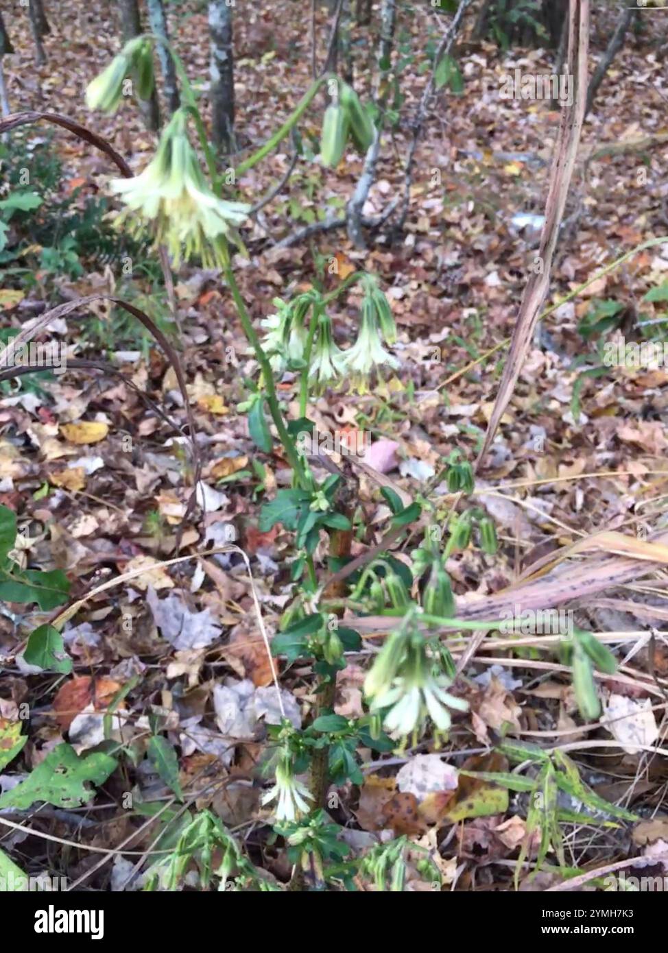 lion's foot rattlesnake root (Nabalus serpentarius Stock Photo - Alamy