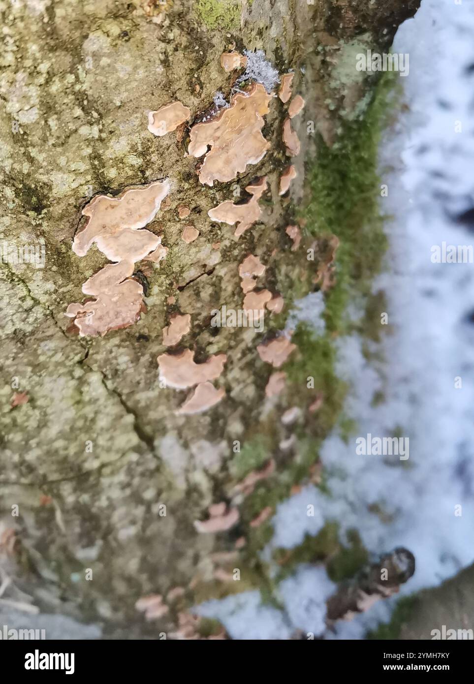 Broadleaf Bleeding-crust (Stereum rugosum Stock Photo - Alamy