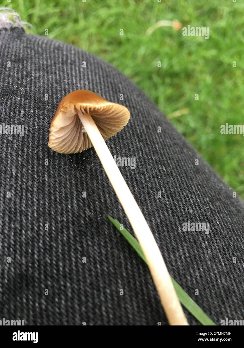 Conocybe tenera hi-res stock photography and images - Alamy
