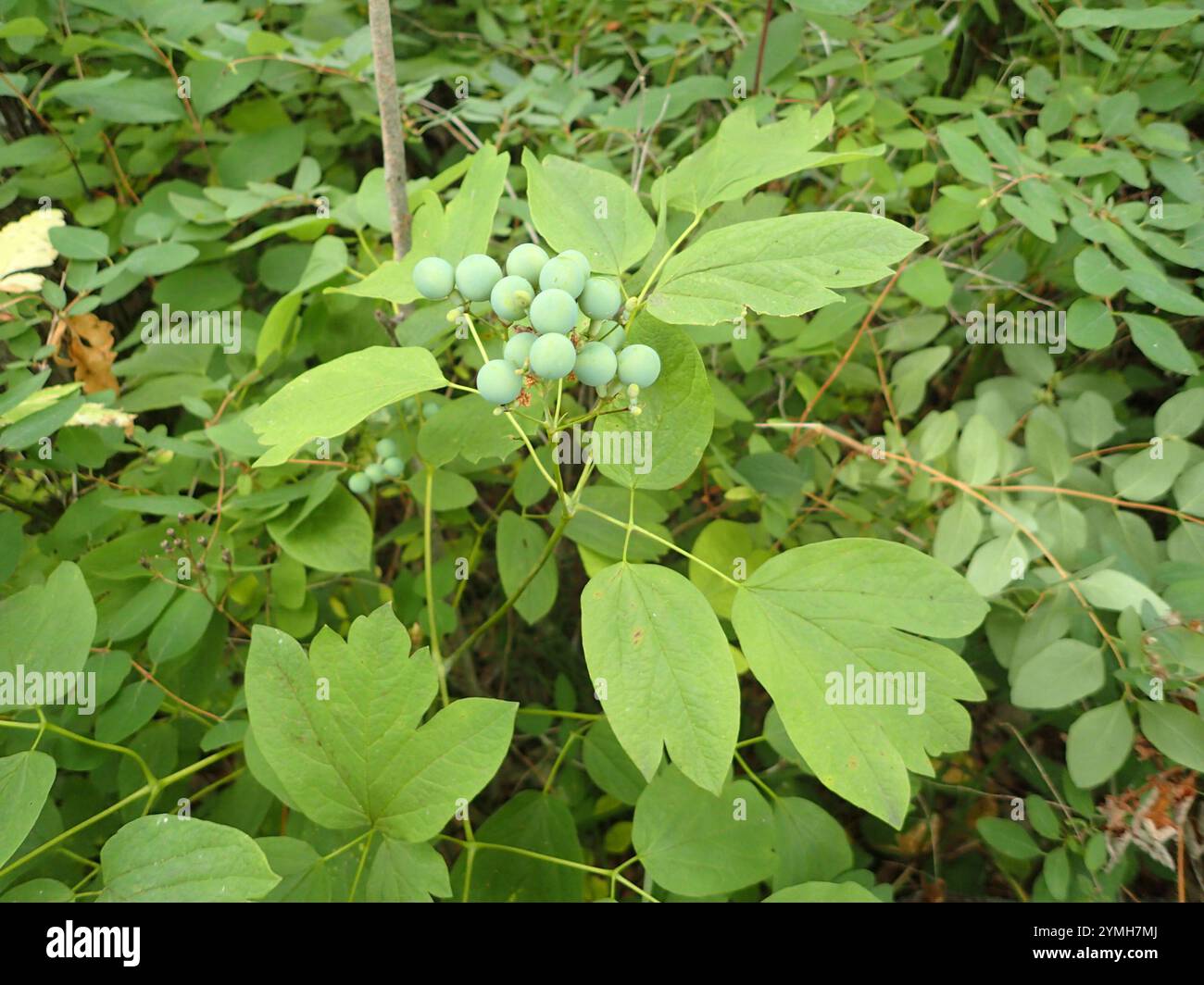 blue cohosh (Caulophyllum thalictroides Stock Photo - Alamy