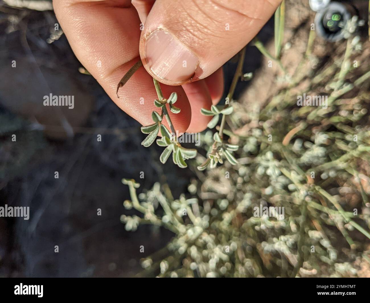 shrubby deervetch (Acmispon rigidus Stock Photo - Alamy