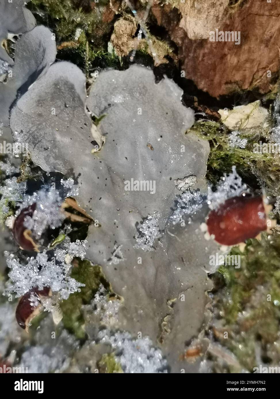 scaly pelt lichen (Peltigera praetextata Stock Photo - Alamy