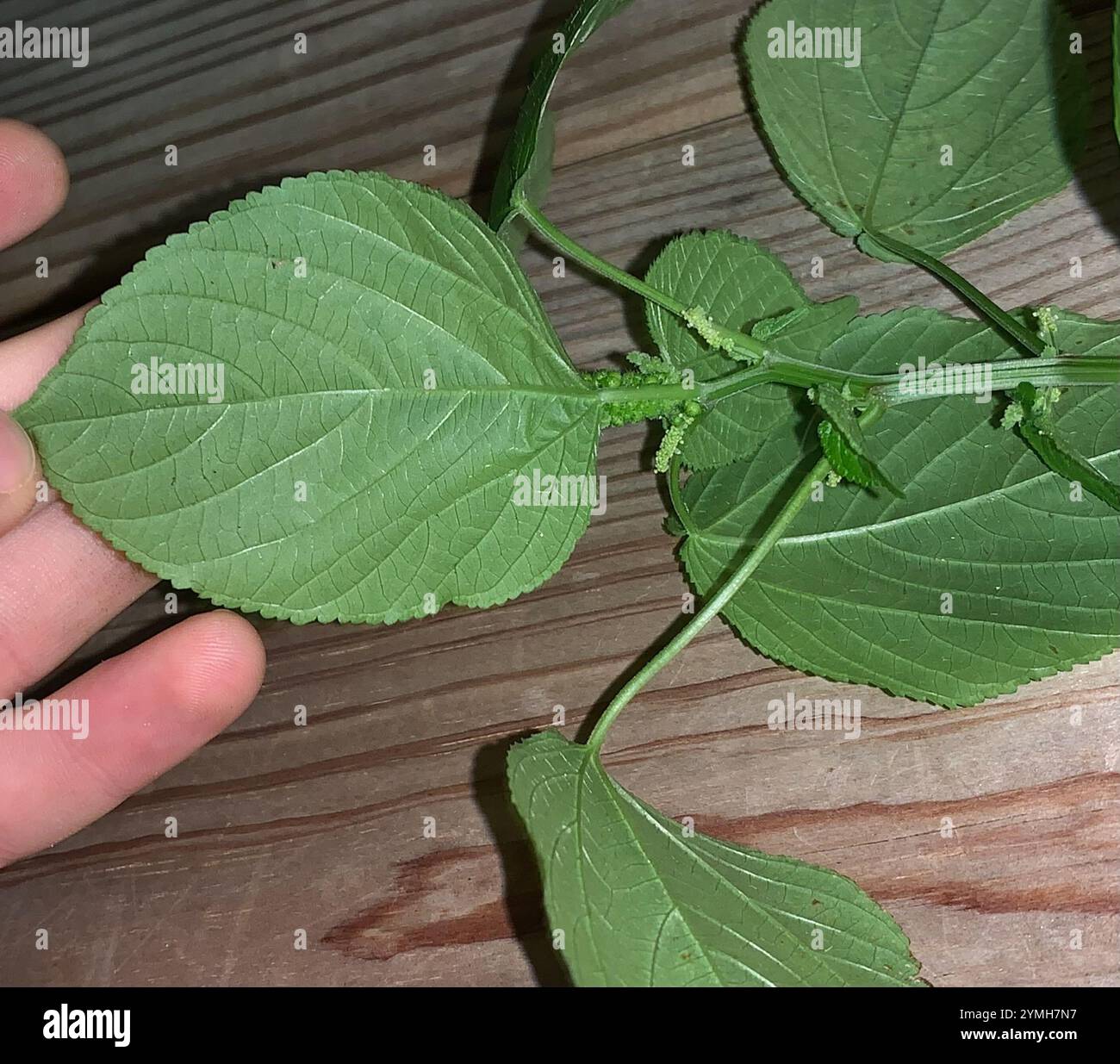 Cuban copperleaf (Acalypha setosa Stock Photo - Alamy