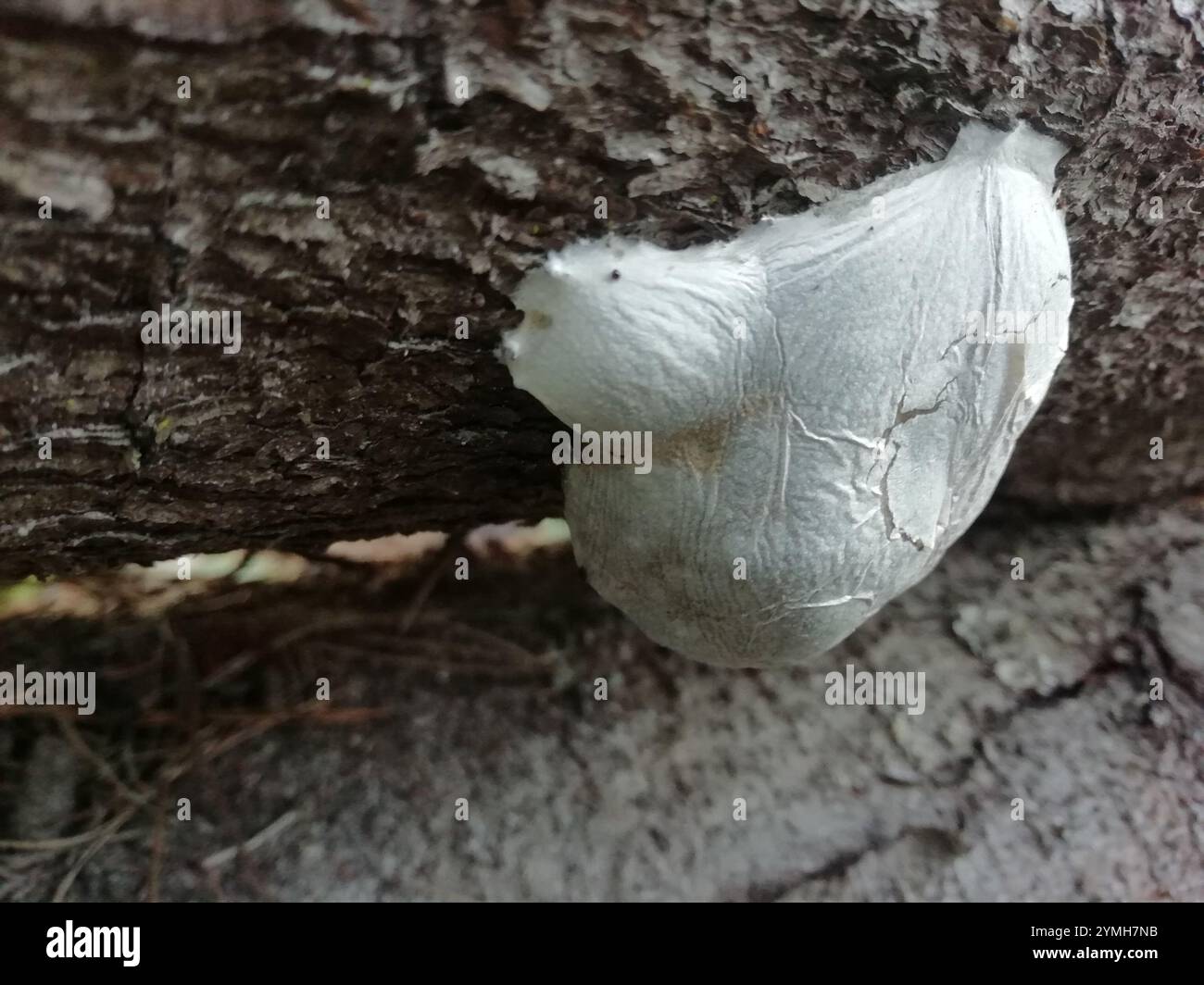 False Puffball (Reticularia lycoperdon Stock Photo - Alamy