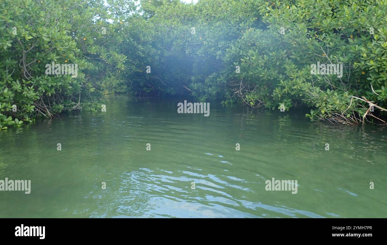 red mangrove (Rhizophora mangle Stock Photo - Alamy