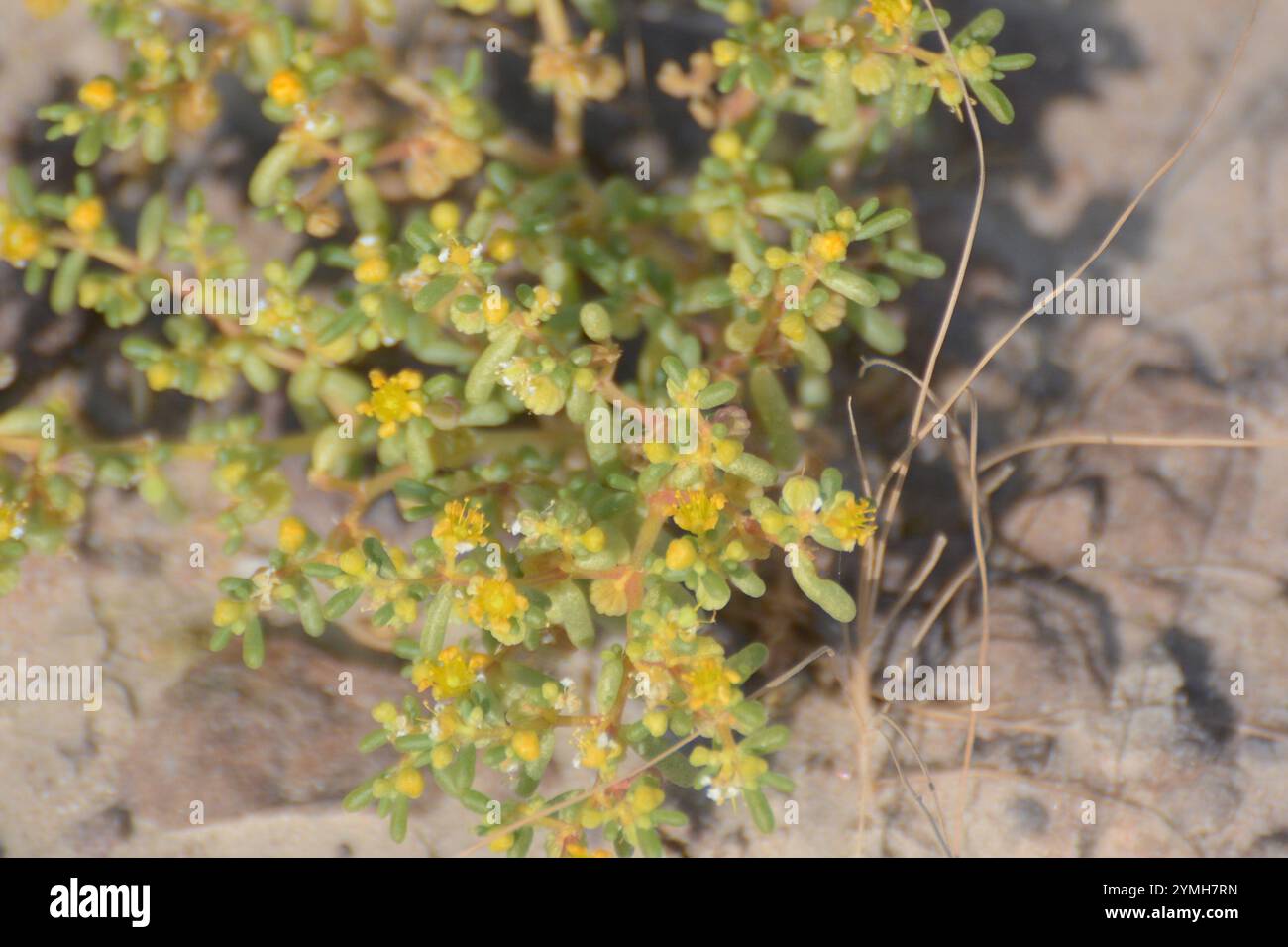 simple-leaved bean caper (Tetraena simplex Stock Photo - Alamy
