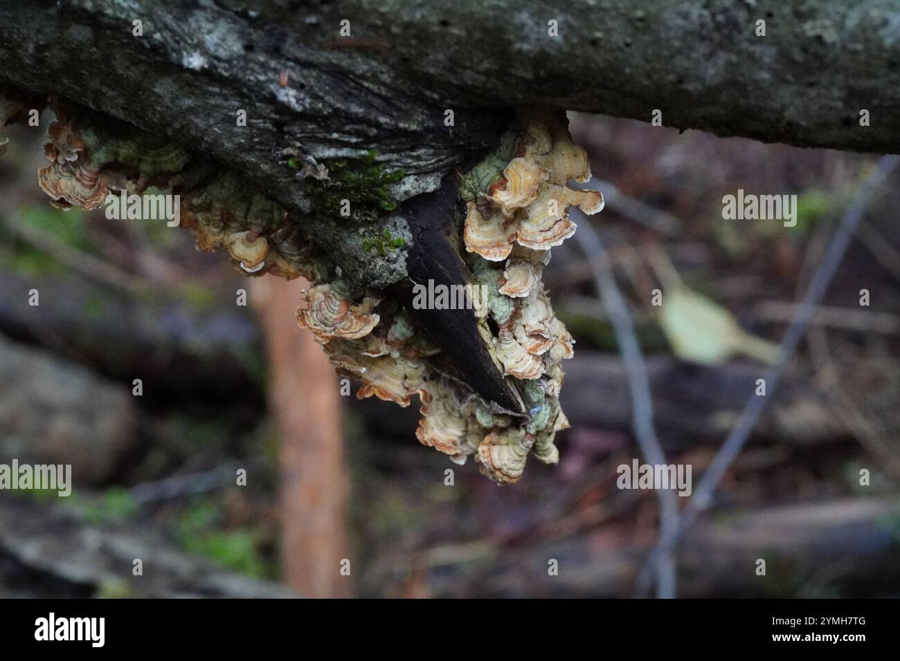 Bleeding Conifer Crust (Stereum sanguinolentum Stock Photo - Alamy
