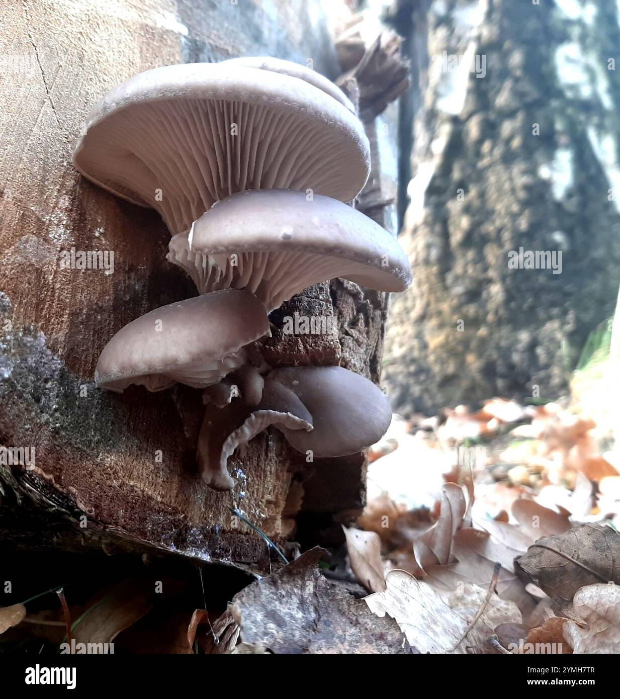 Oyster Mushroom (Pleurotus ostreatus Stock Photo - Alamy