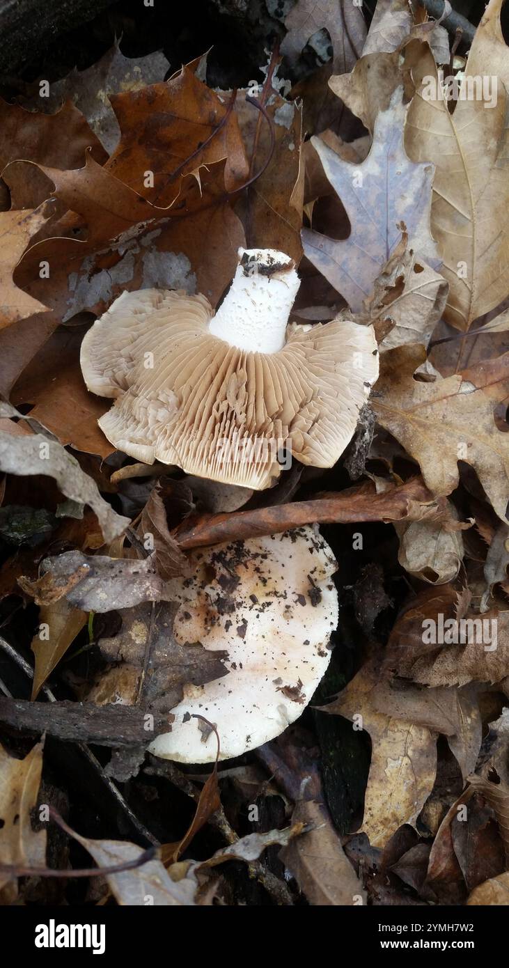 Poisonpie hi-res stock photography and images - Alamy