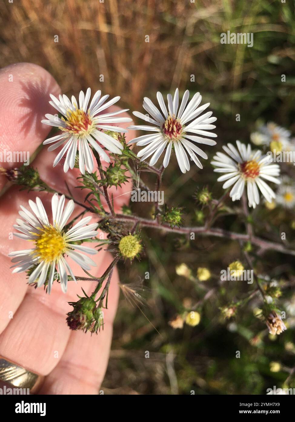 hairy white oldfield aster (Symphyotrichum pilosum Stock Photo - Alamy