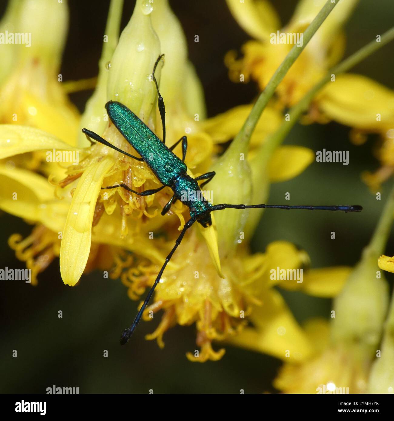 The hypocrites hi-res stock photography and images - Alamy