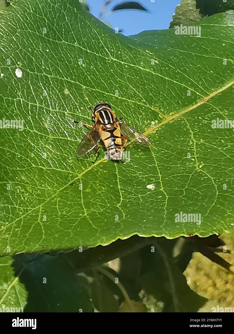 Sun Fly (Helophilus pendulus Stock Photo - Alamy
