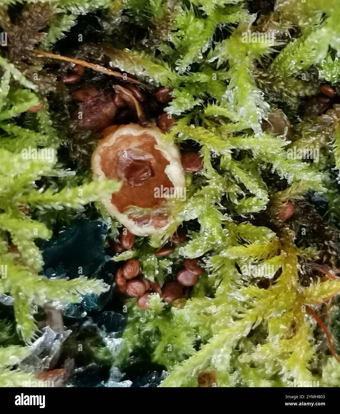 Nidularia hi-res stock photography and images - Alamy