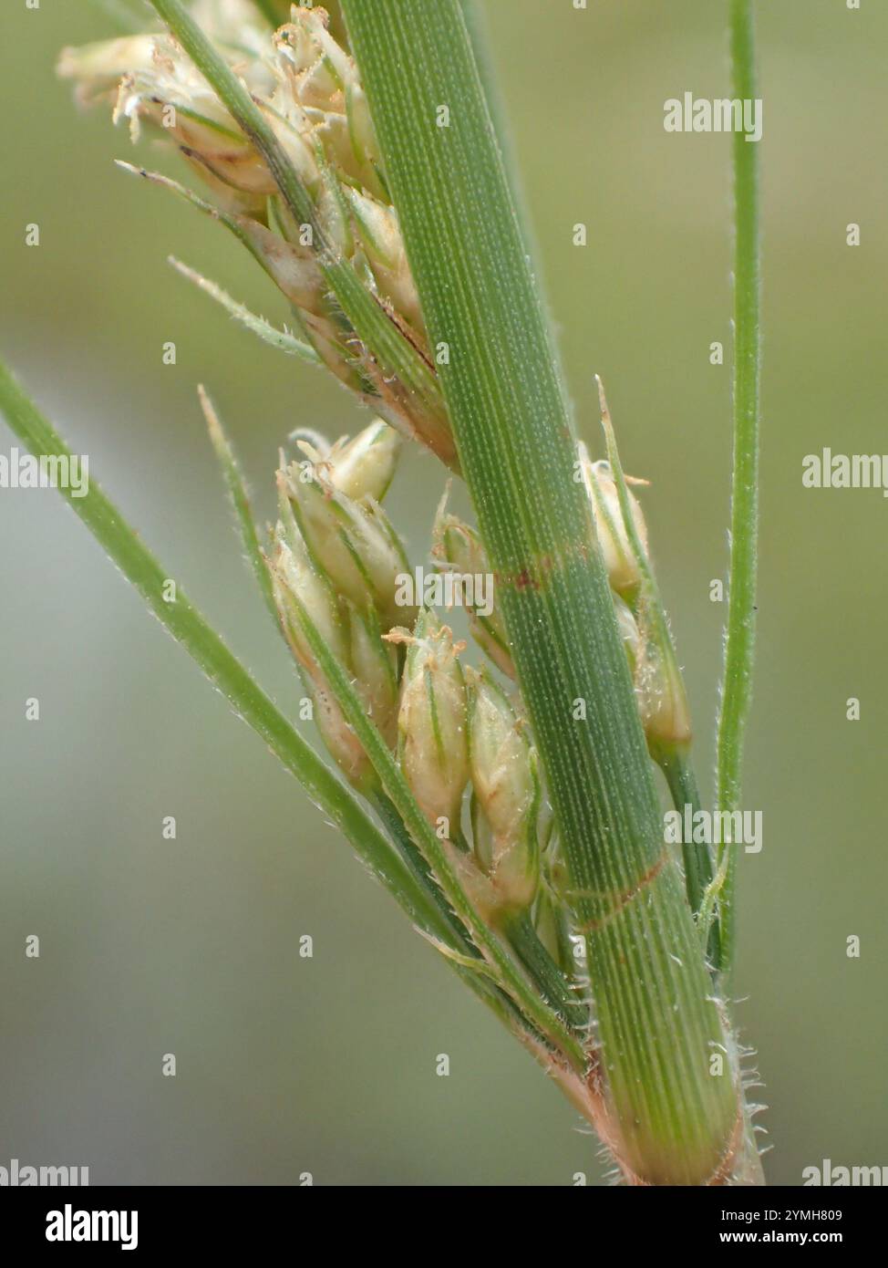 Fimbristylis dichotoma hi-res stock photography and images - Alamy