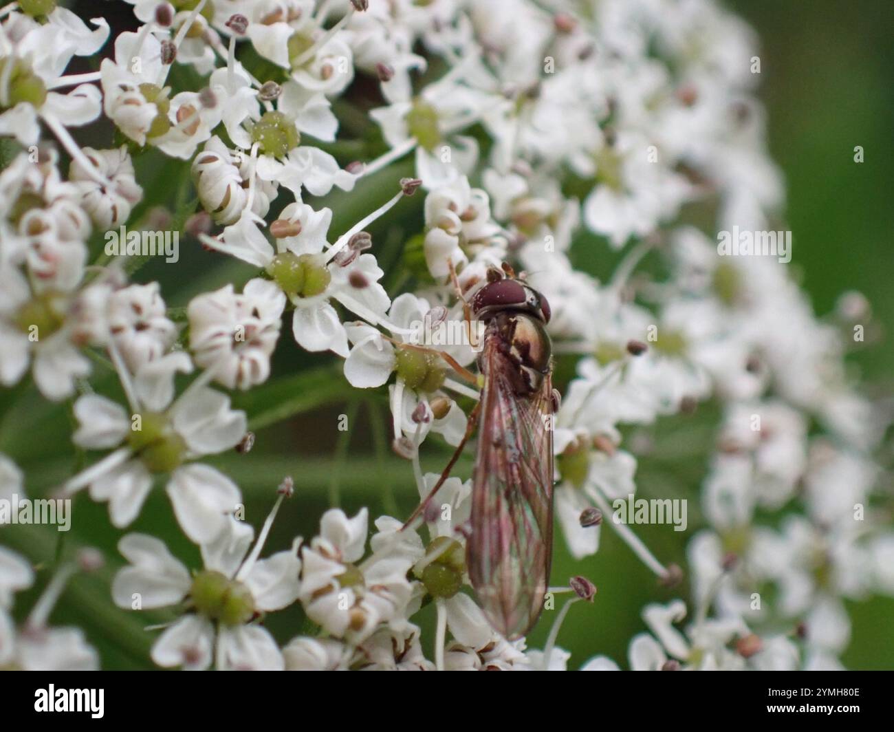 Variable Duskyface Fly (Melanostoma mellinum Stock Photo - Alamy