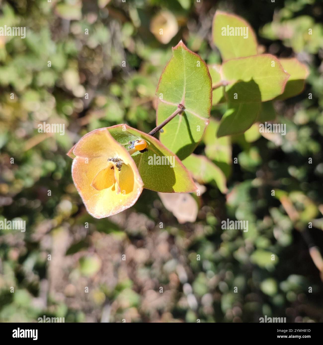 Mediterranean Honeysuckle (Lonicera implexa Stock Photo - Alamy