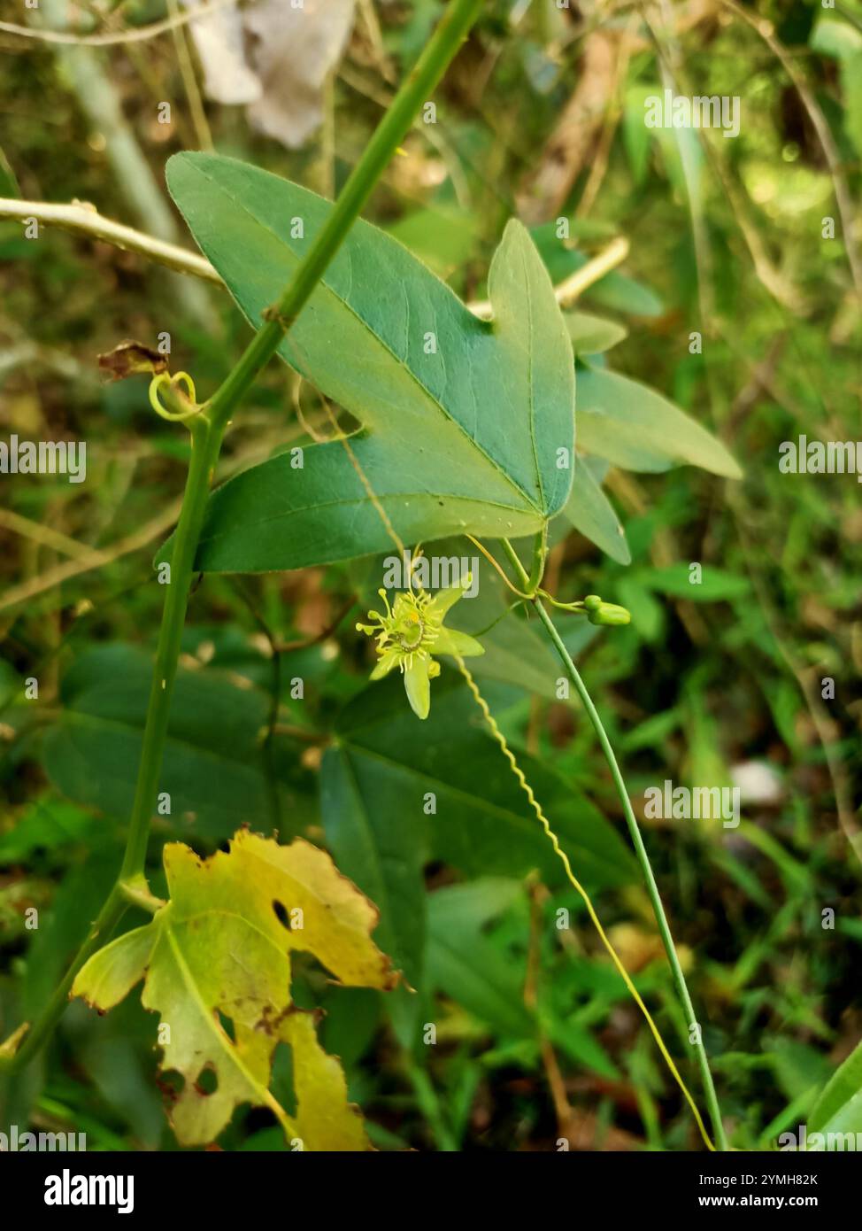 Passiflora suberosa hi-res stock photography and images - Alamy