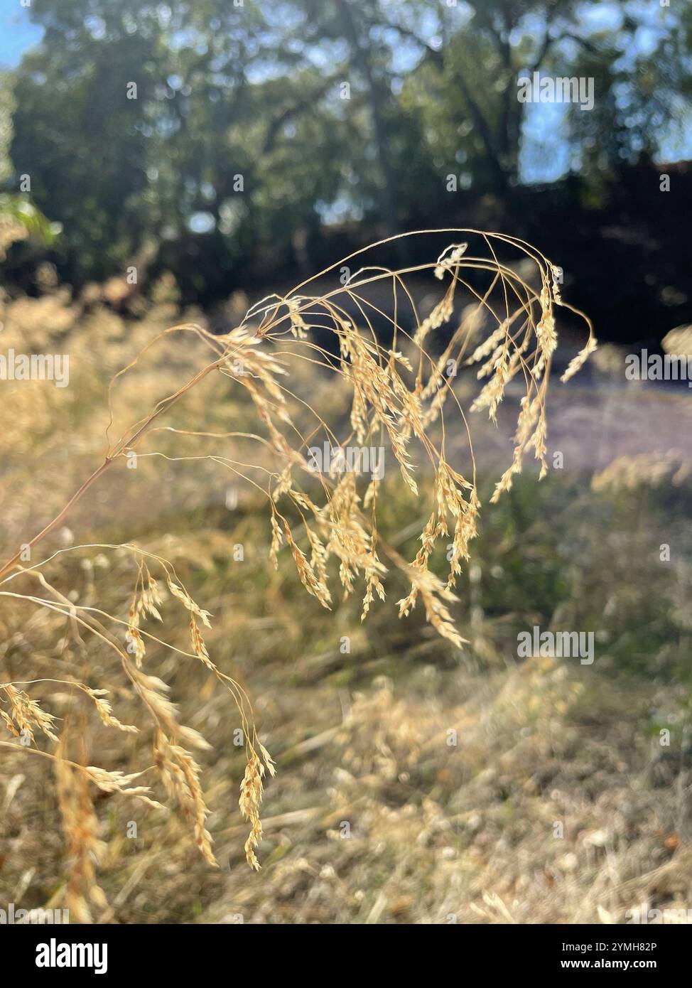 Smilo Grass (Oloptum miliaceum Stock Photo - Alamy