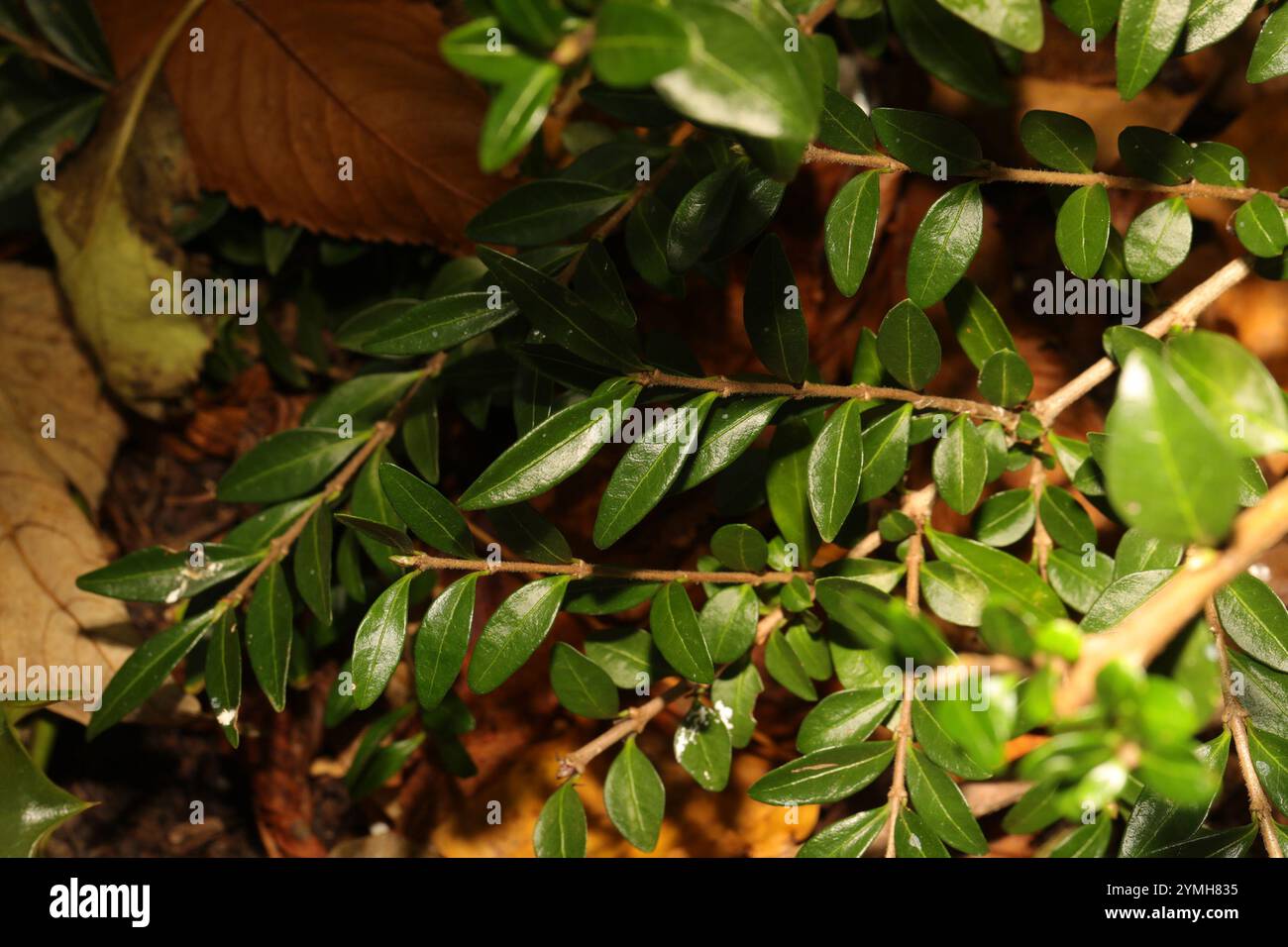 Boxleaf Honeysuckle (Lonicera ligustrina Stock Photo - Alamy